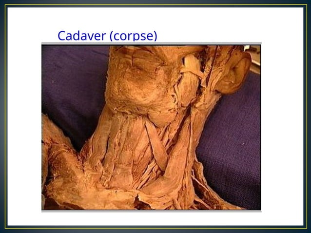 Introduction to Anatomy, BDS YEAR 1.pptx