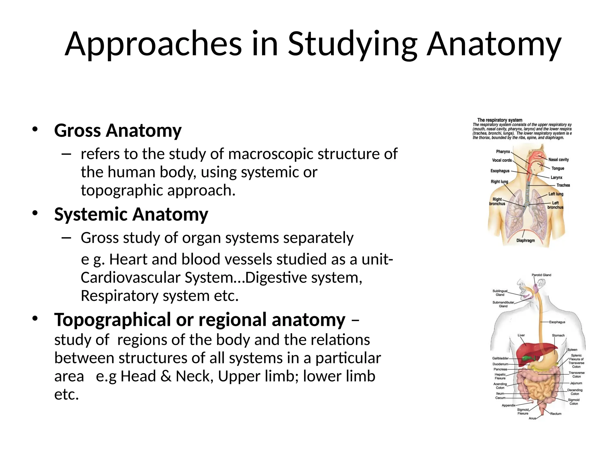 Introduction to Human Anatomy for student | PPTX