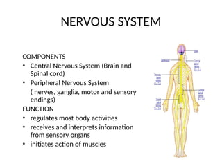Introduction to Human Anatomy for student | PPTX