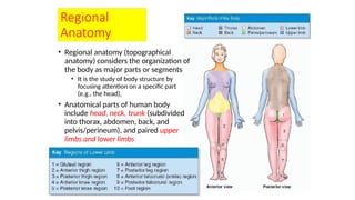 Introduction to Anatomy and human body.pptx