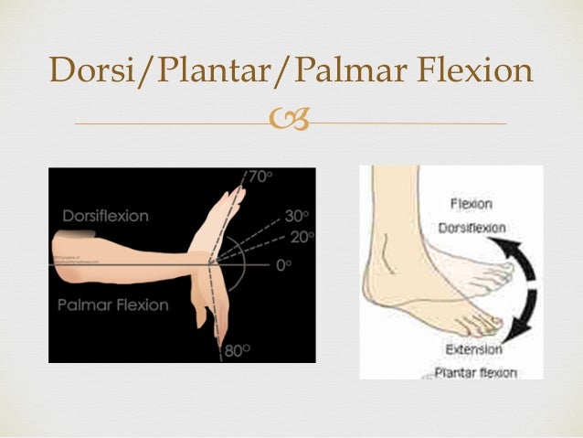 Flexion Extension Plantar Flexion Dorsiflexion