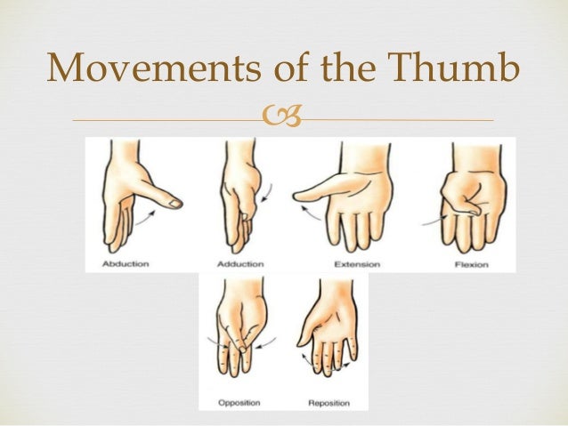 Introduction to anatomy 1