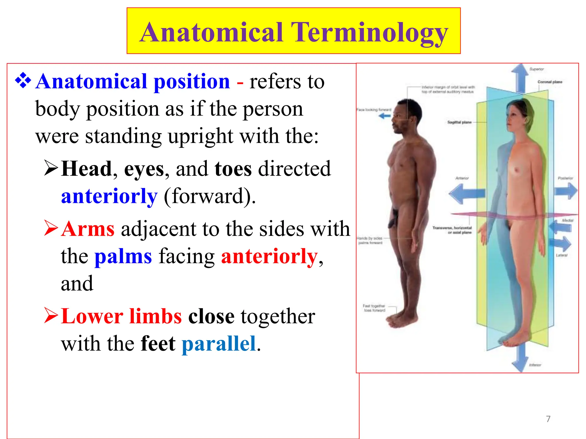 introduction to human anatomy for master degree student | PPT