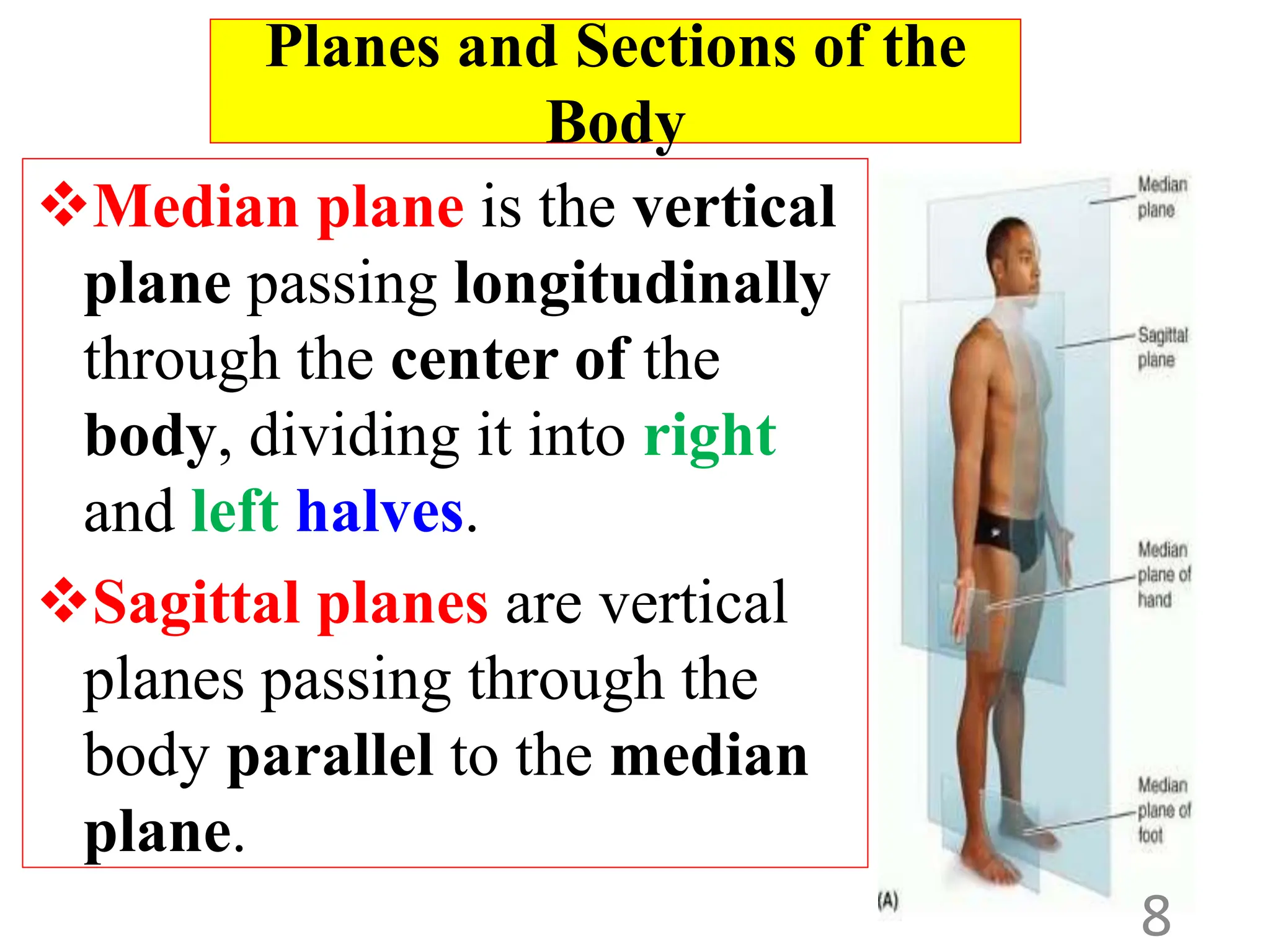introduction to human anatomy for master degree student | PPT