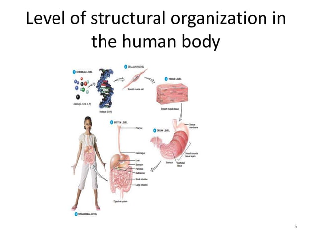 introduction to human anatomy for master degree student | PPT