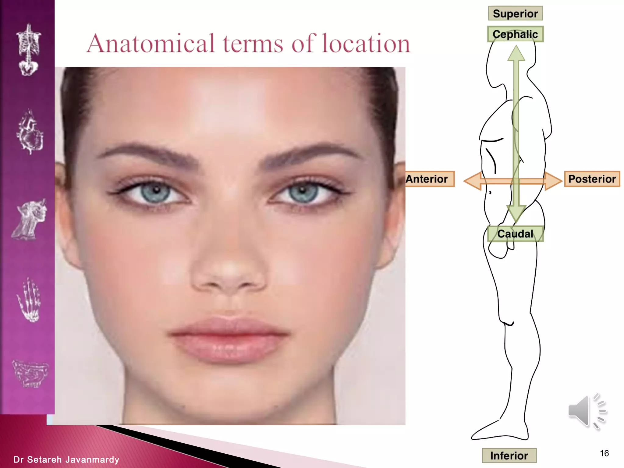 Introduction to anatomy, anatomical terms | PPT