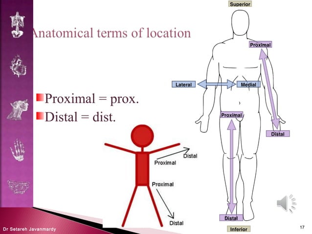 Introduction to anatomy, anatomical terms | PPT