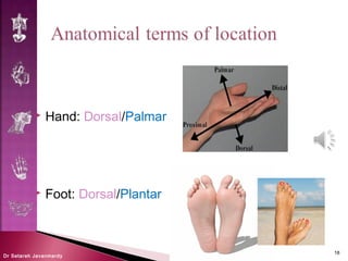 Introduction to anatomy, anatomical terms | PPT