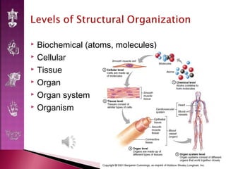 Introduction to anatomy, anatomical terms | PPT