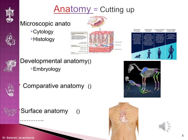 Introduction to anatomy, anatomical terms | PPT