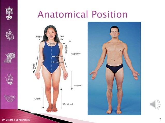 Introduction to anatomy, anatomical terms | PPT