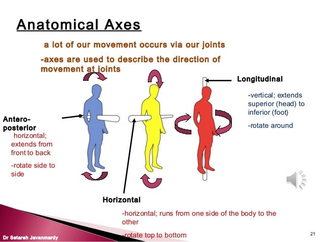 Introduction to anatomy, anatomical terms
