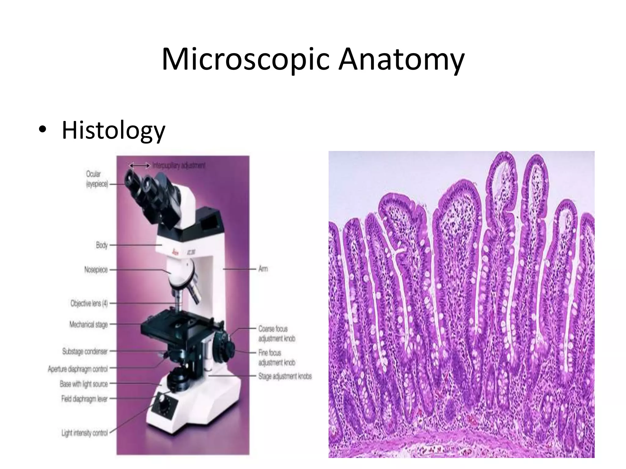 Introduction to anatomy and medical terminology | PPTX