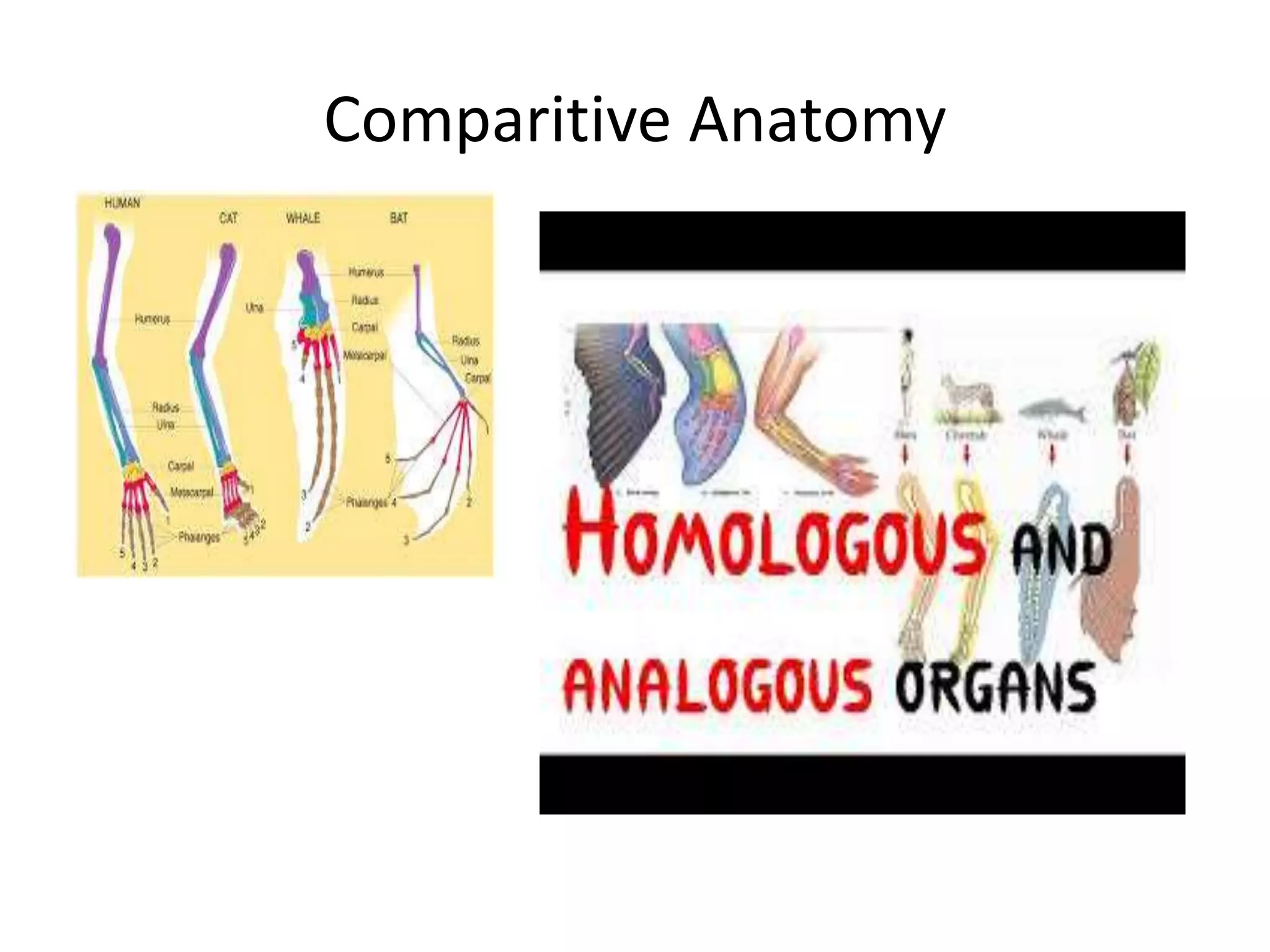Introduction to anatomy and medical terminology | PPTX