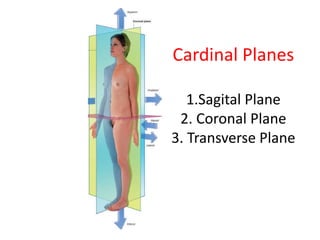 Introduction to anatomy and medical terminology | PPTX