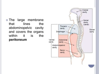 Introduction to anatomy and physioligy.pptx