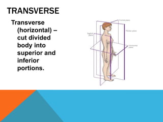 Introduction to anatomy and physiology | PPT