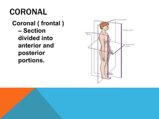 Introduction to anatomy and physiology | PPT