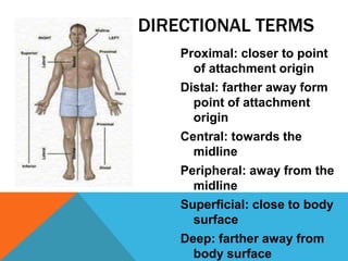 Introduction to anatomy and physiology | PPT