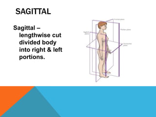 Introduction to anatomy and physiology | PPT
