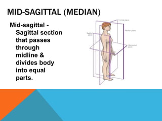 Introduction to anatomy and physiology | PPTX