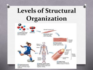 Introduction to Anatomy and Physiology | PPT