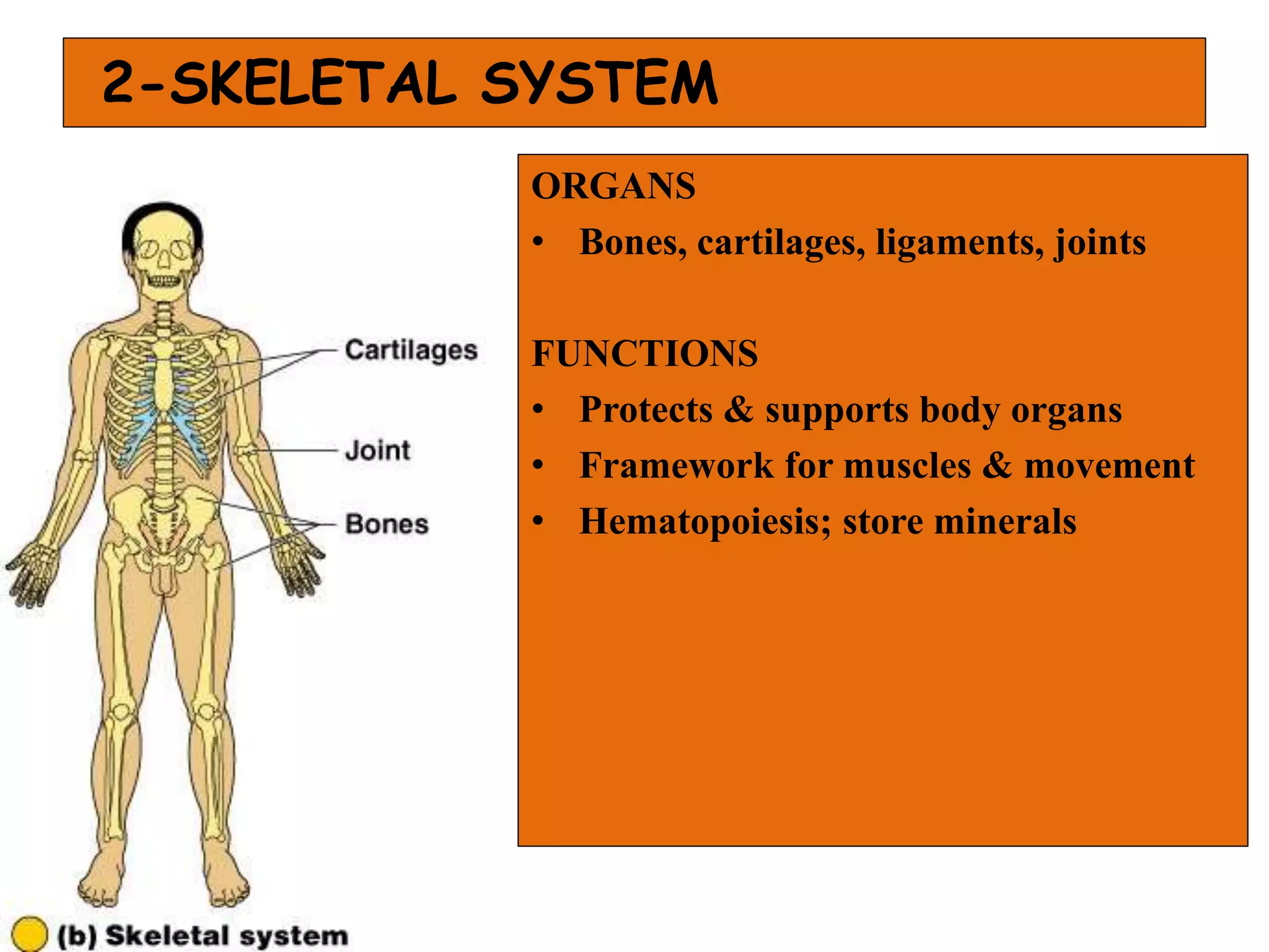 introduction to anatomy and physiology | PPT