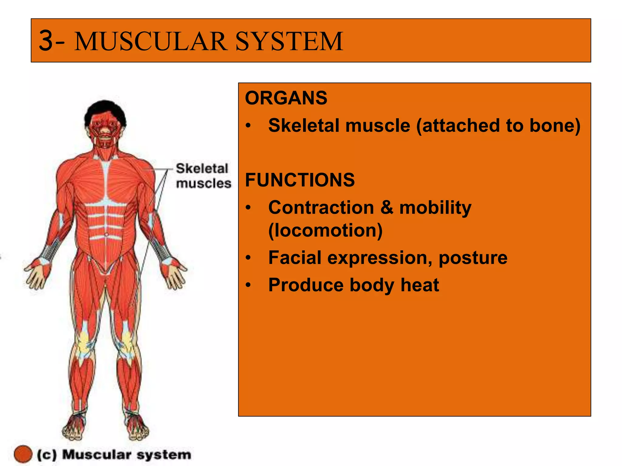 introduction to anatomy and physiology | PPT