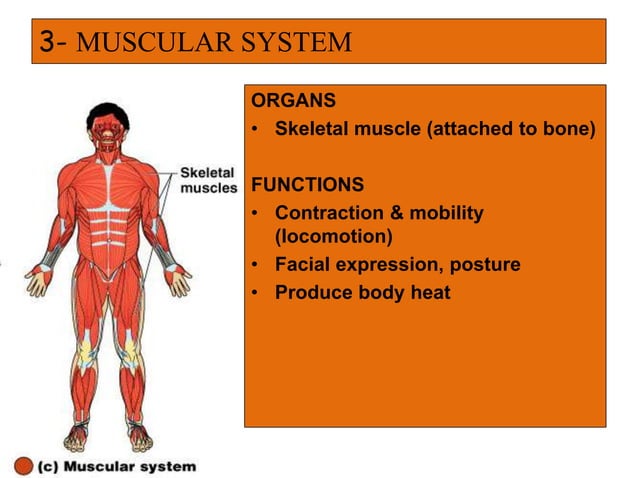 introduction to anatomy and physiology | PPT