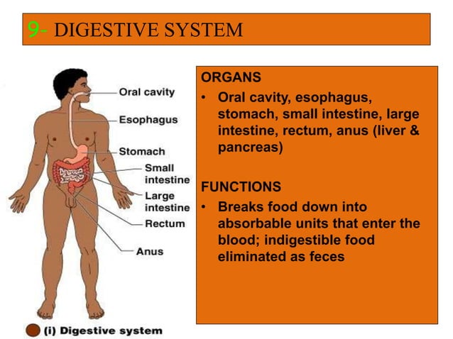 introduction to anatomy and physiology | PPT