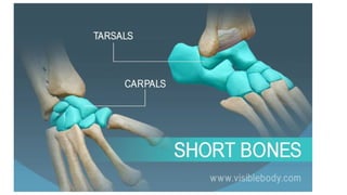 INTRODUCTION TO ANATOMY AND PHYSIOLOGY- BONES AND SKELETAL SYSTEM.pptx