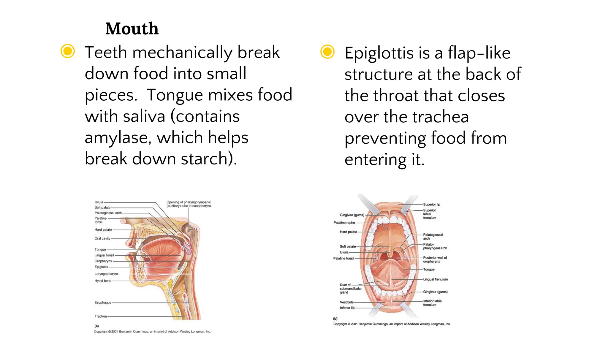 Introduction to Anatomy and Physiology 05.pdf