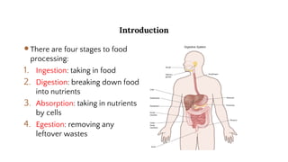 Introduction to Anatomy and Physiology 05.pdf