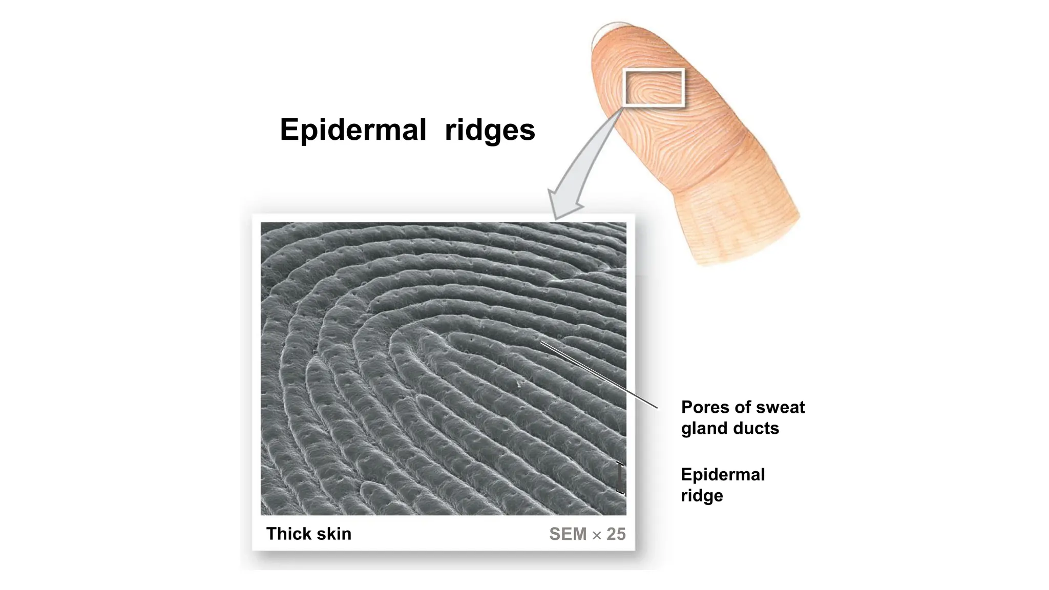Introduction to Anatomy and Physiology 09.pdf