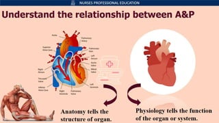 Introduction to anatomy and physiology ppt.pptx