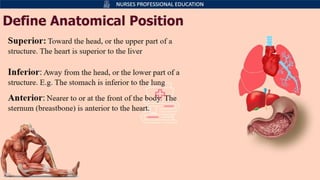 Introduction to anatomy and physiology ppt.pptx