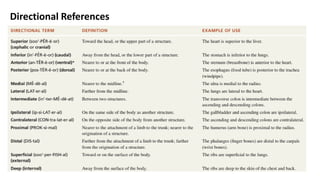 Introduction to Anatomy (Lec 1) 23-24.pdf