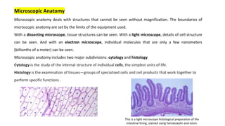 Introduction to Anatomy (Lec 1) 23-24.pdf