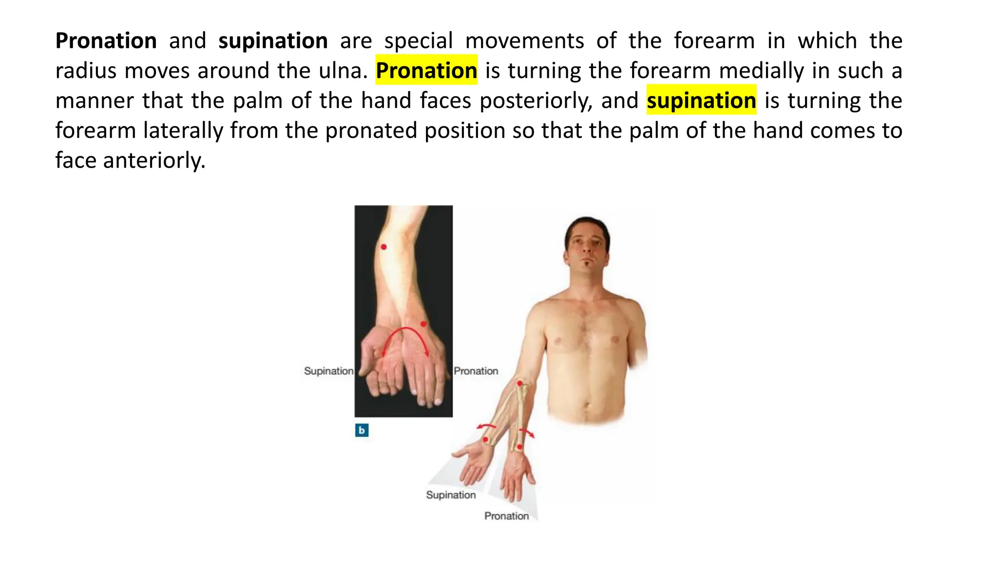 Introduction to Anatomy (Lec 2) 23-24.pdf