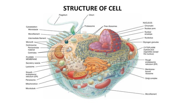 Introduction to Anatomy (Lec 3) 2021-2022-1.pdf