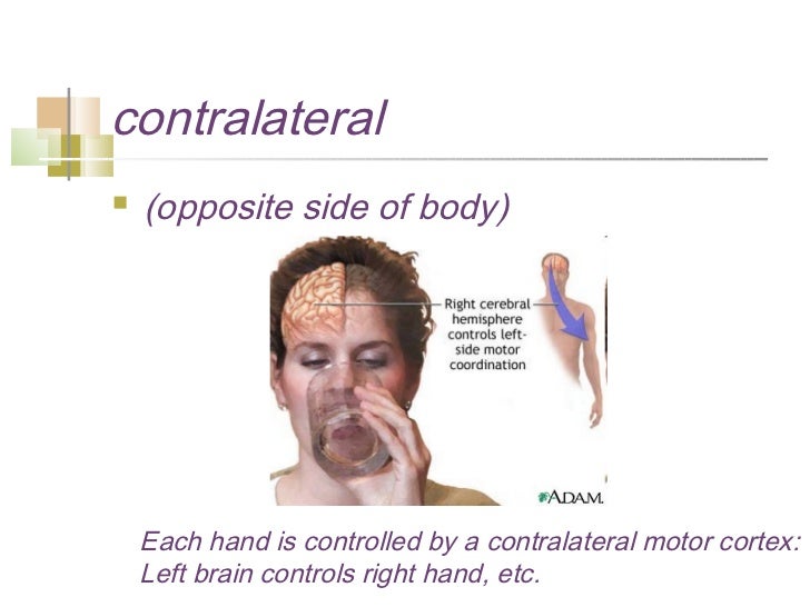 Introduction to anatomy & physiology2