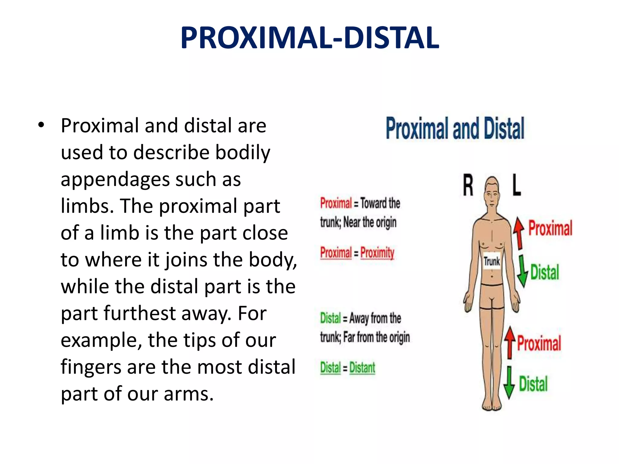 INTRODUCTION TO ANATOMY sun.pptx