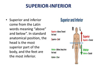 Superior Vs Inferior Anatomy