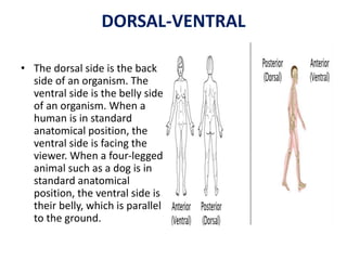 Ventral Position Human