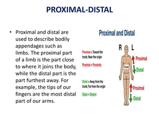 Proximal Vs Distal Examples