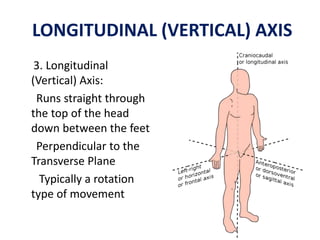 Longitudinal Axis Anatomy