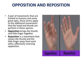 Opposition And Reposition