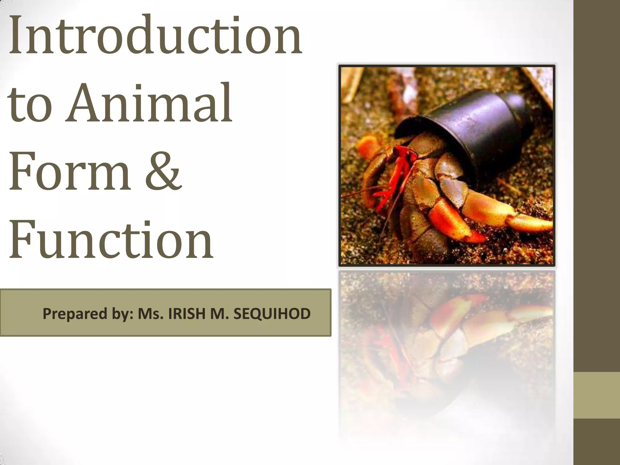 Introduction to animal form & function | PPTX