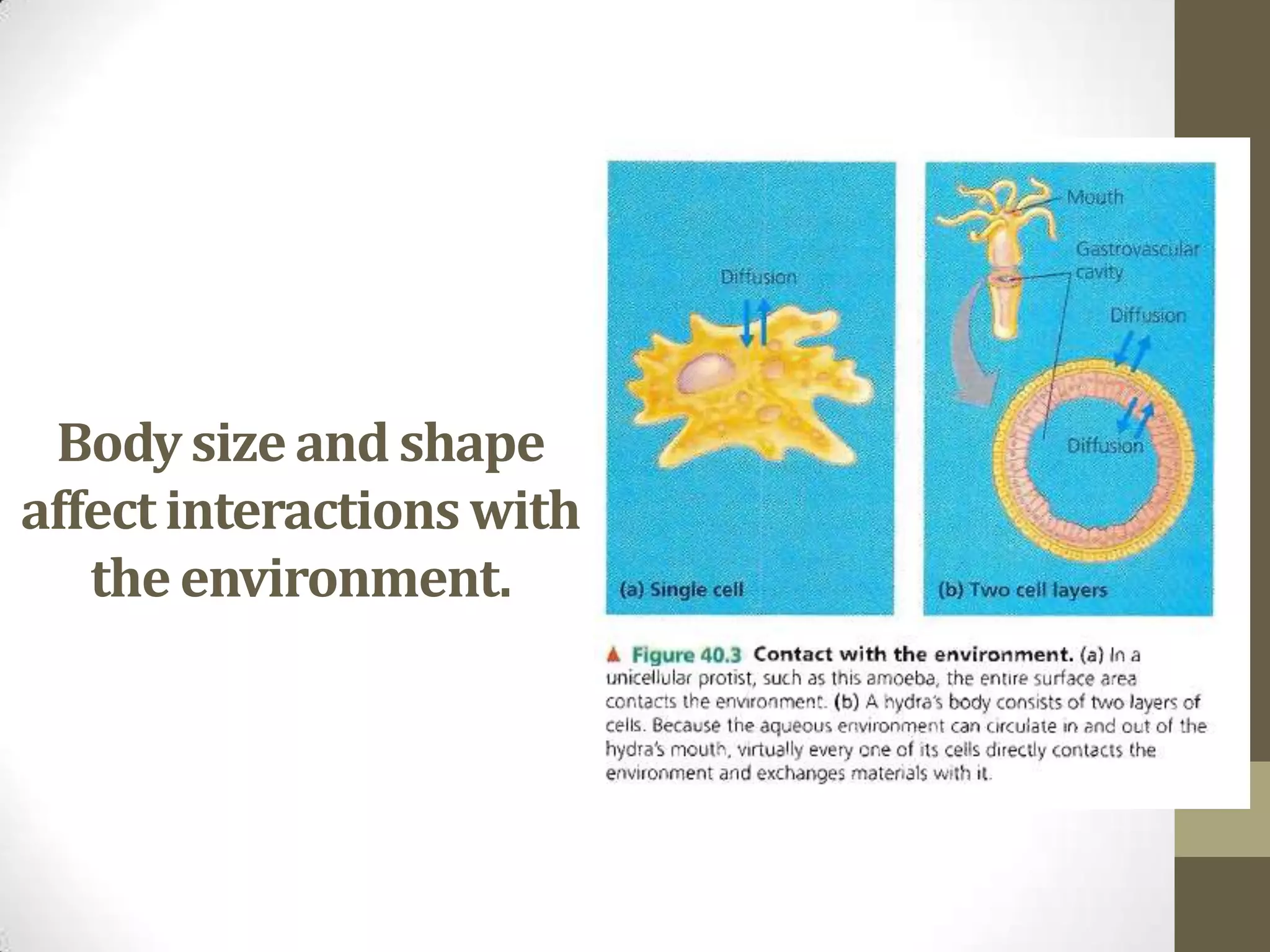 Introduction to animal form & function | PPT Introduction to animal form & function | PPT