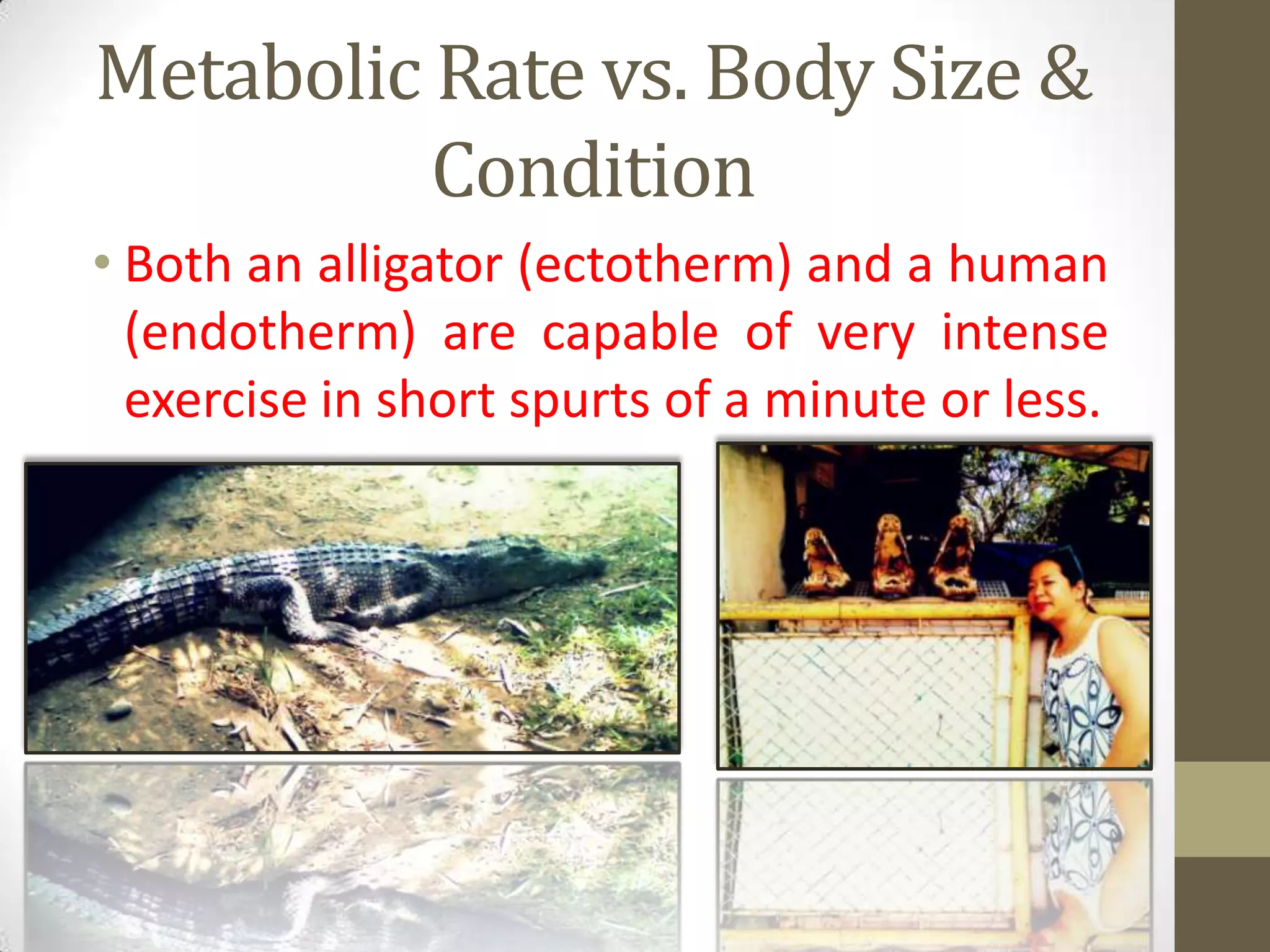 Introduction to animal form & function | PPT Introduction to animal form & function | PPT